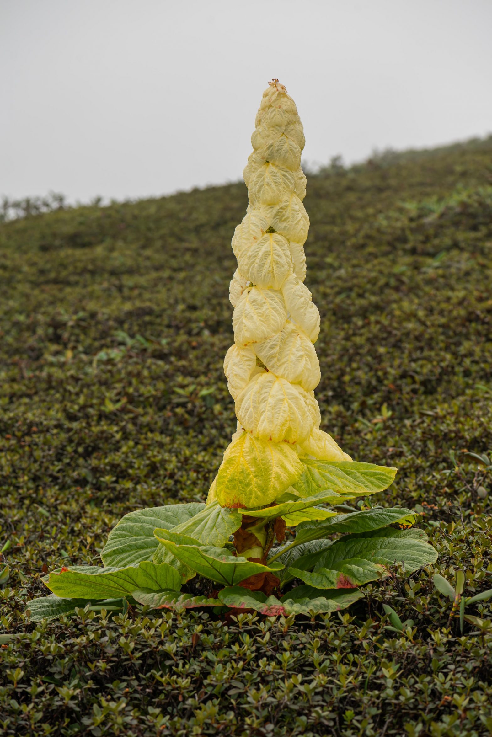 Jigme Thinley (Shutterbug) – VAST Bhutan