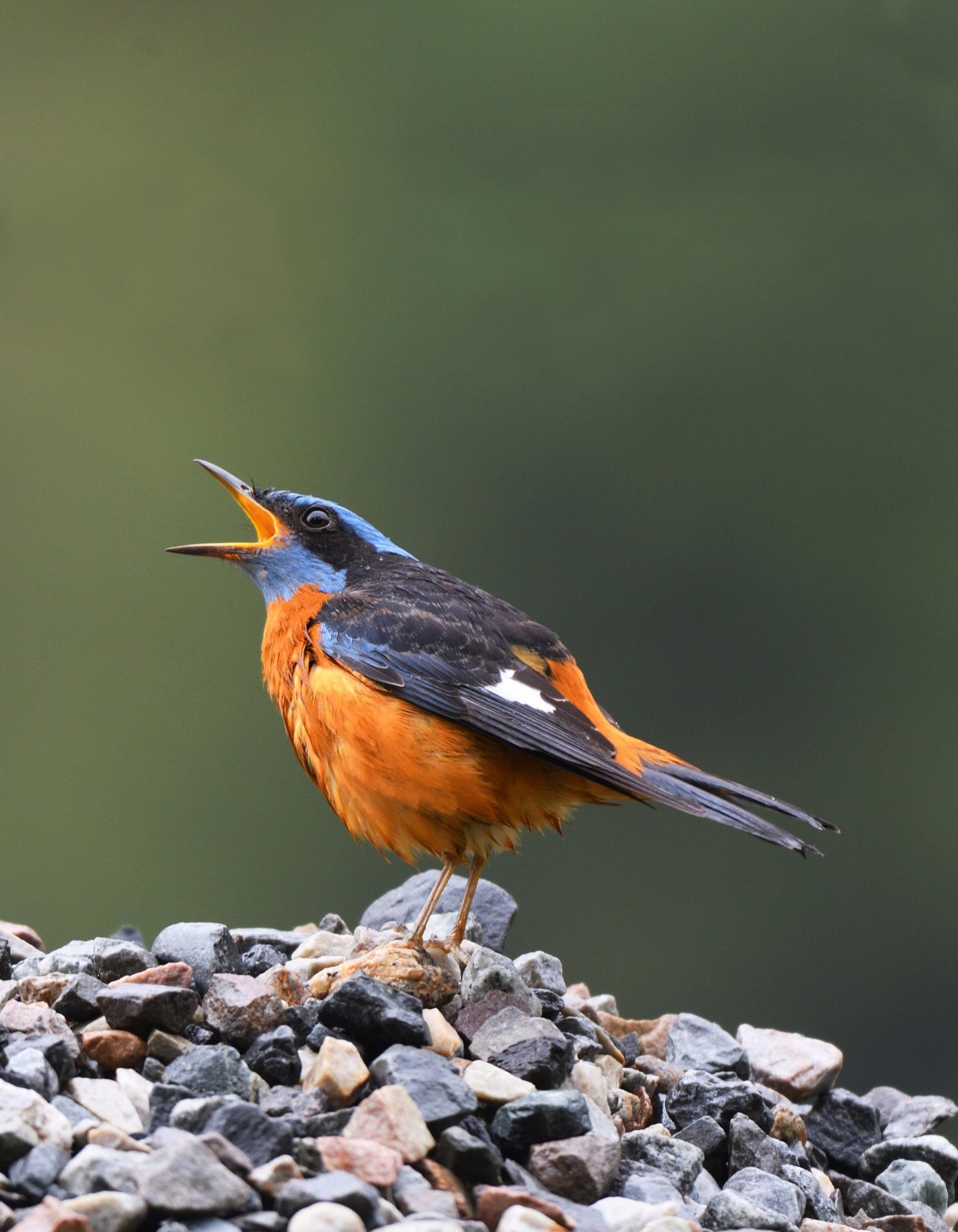 Blue-Capped Rock Thrush – VAST Bhutan