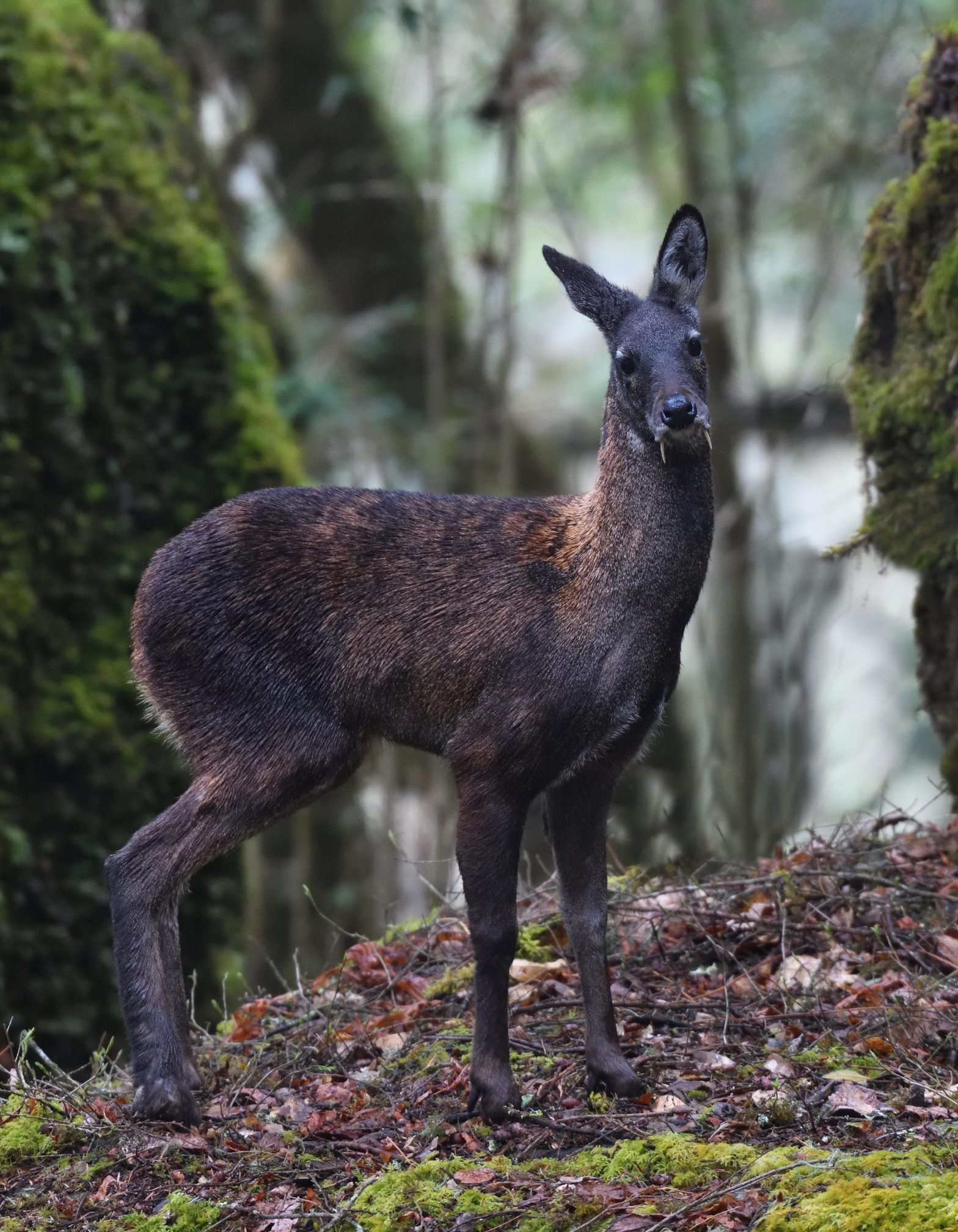 Himalayan Musk Deer – VAST Bhutan